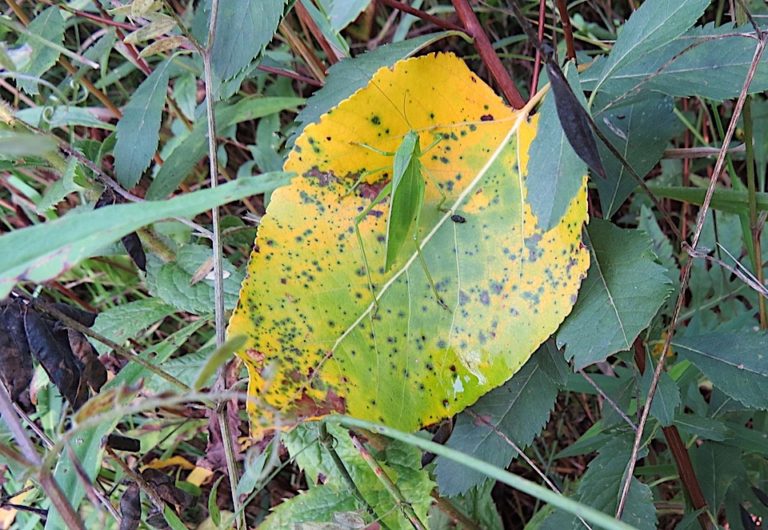 Mimétisme | Les Quatre Saisons
