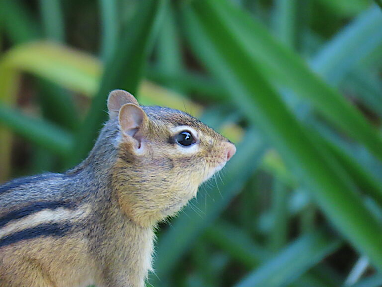 Un Tamia rayé très bien portant | Les Quatre Saisons