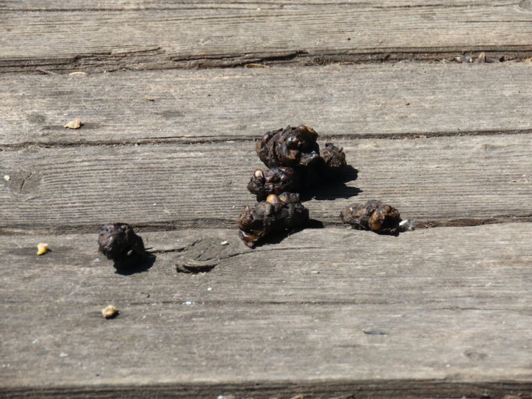 Les dégâts du raton laveur | Les Quatre Saisons