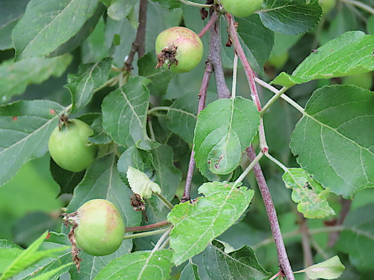 Des pommettes commencent à prendre de la couleur | Les Quatre Saisons