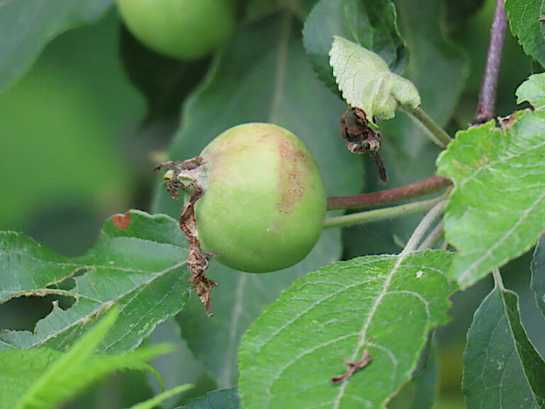 Des pommettes commencent à prendre de la couleur | Les Quatre Saisons