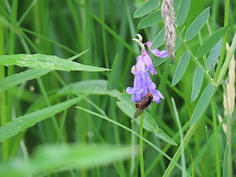 Dès que la première fleur de Vesce jargeau (Vicia cracca) paraît, un ...