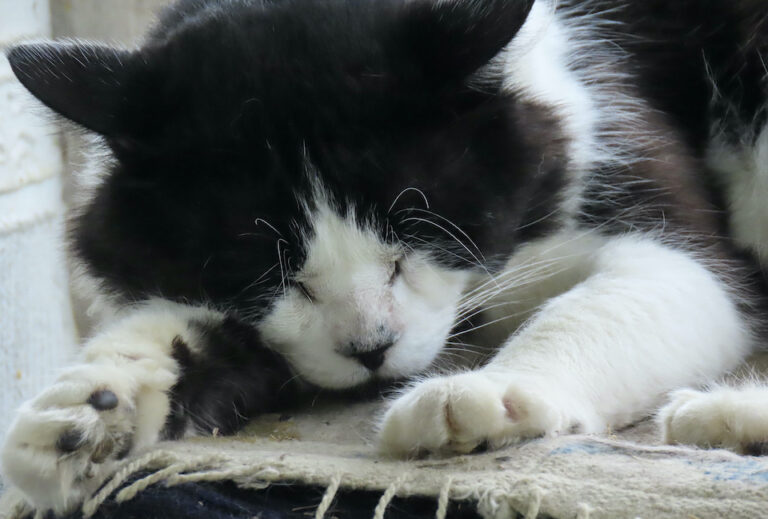 Voilà le chat dormant | Les Quatre Saisons