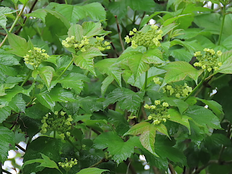 La Viorne trilobée (pimbina) est sur le point de fleurir | Les Quatre ...
