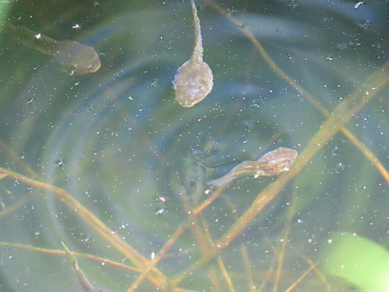 Les têtards vont bien | Les Quatre Saisons